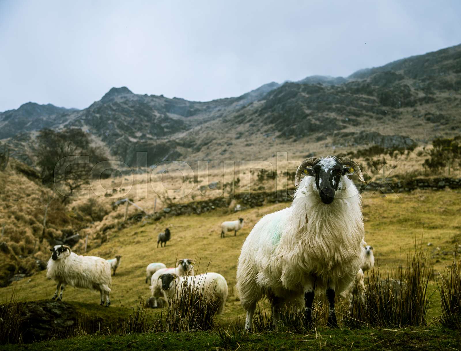 A beautiful irish mountain landscape in spring with sheep ...