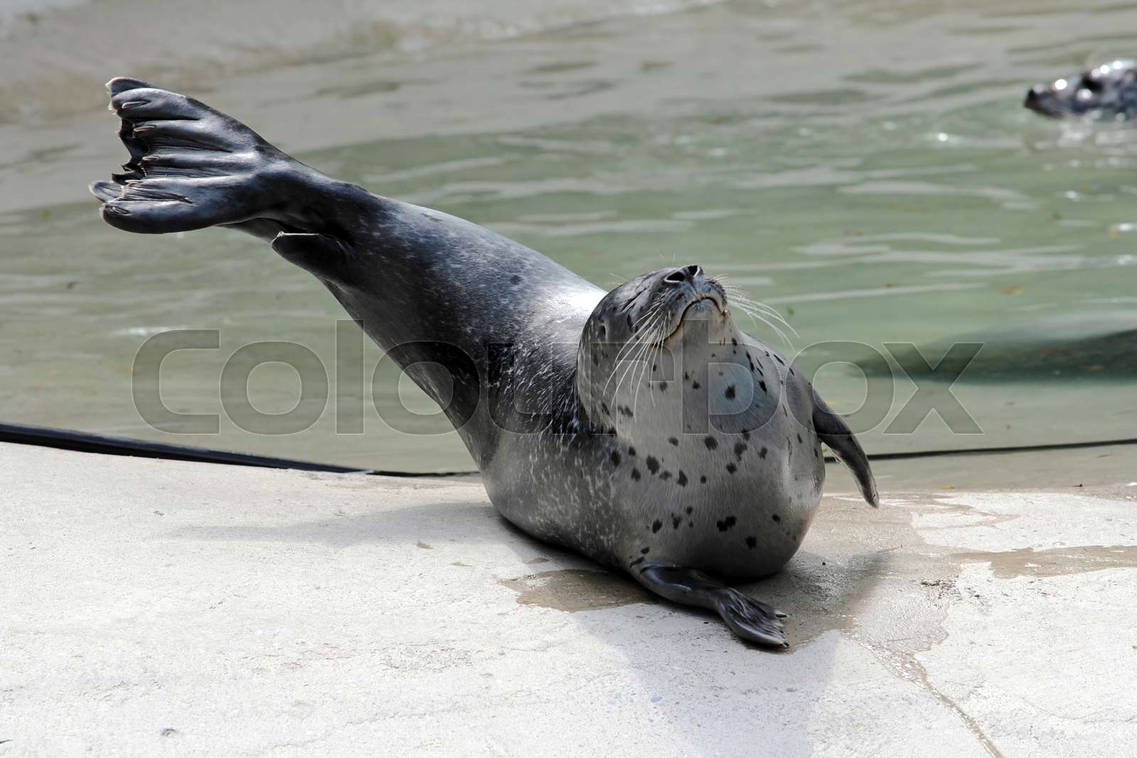 Eine glückliche Robbe. Eine lächelnde witzige Robbe | Stock Bild ...