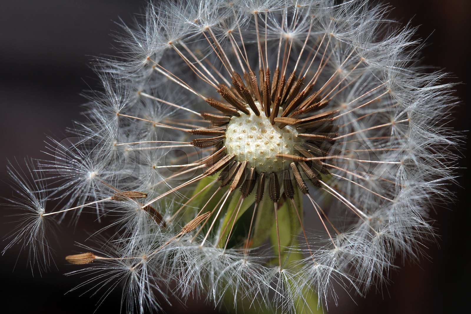 Pusteblume mit Samen. Verblühter Löwenzahn | Stock Bild | Colourbox