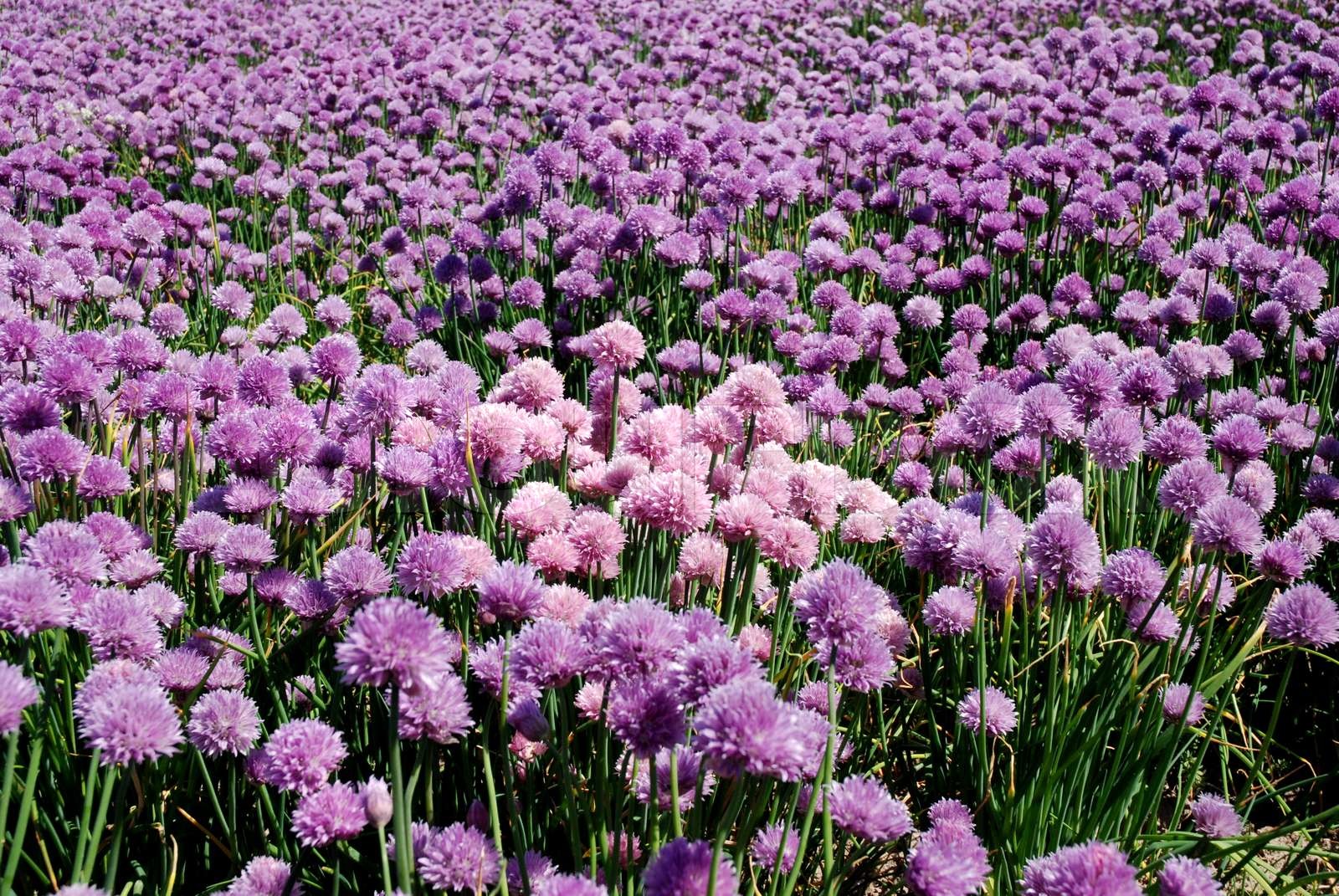 chive field | Stock image | Colourbox