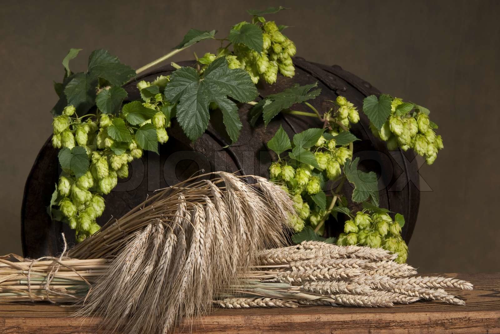 Raw Material For Beer Production | Stock image | Colourbox