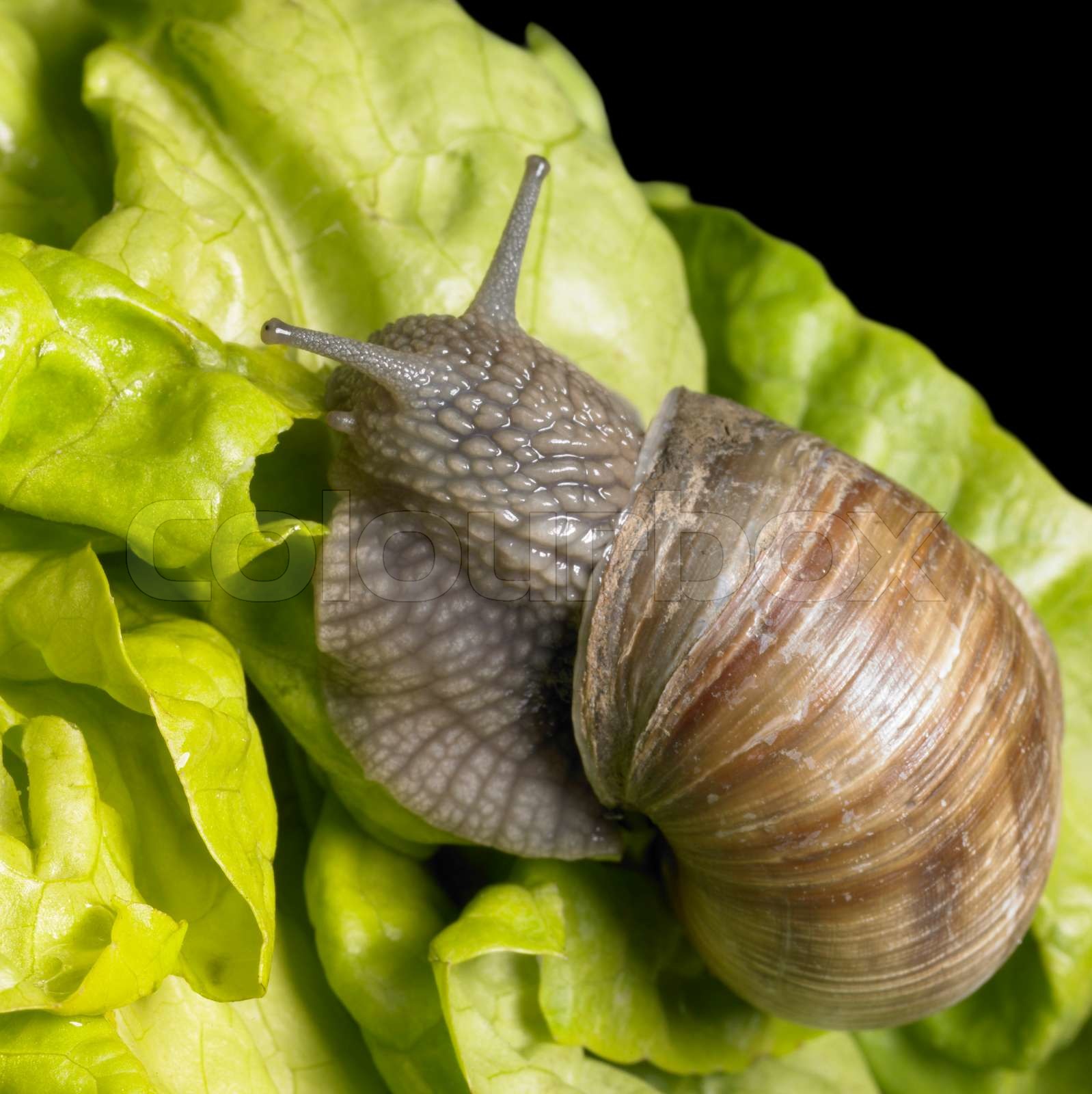 Grapevine snail at feed | Stock image | Colourbox