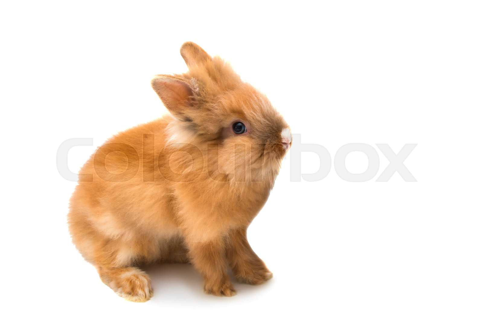 beautiful red-haired rabbit sitting isolated | Stock image | Colourbox