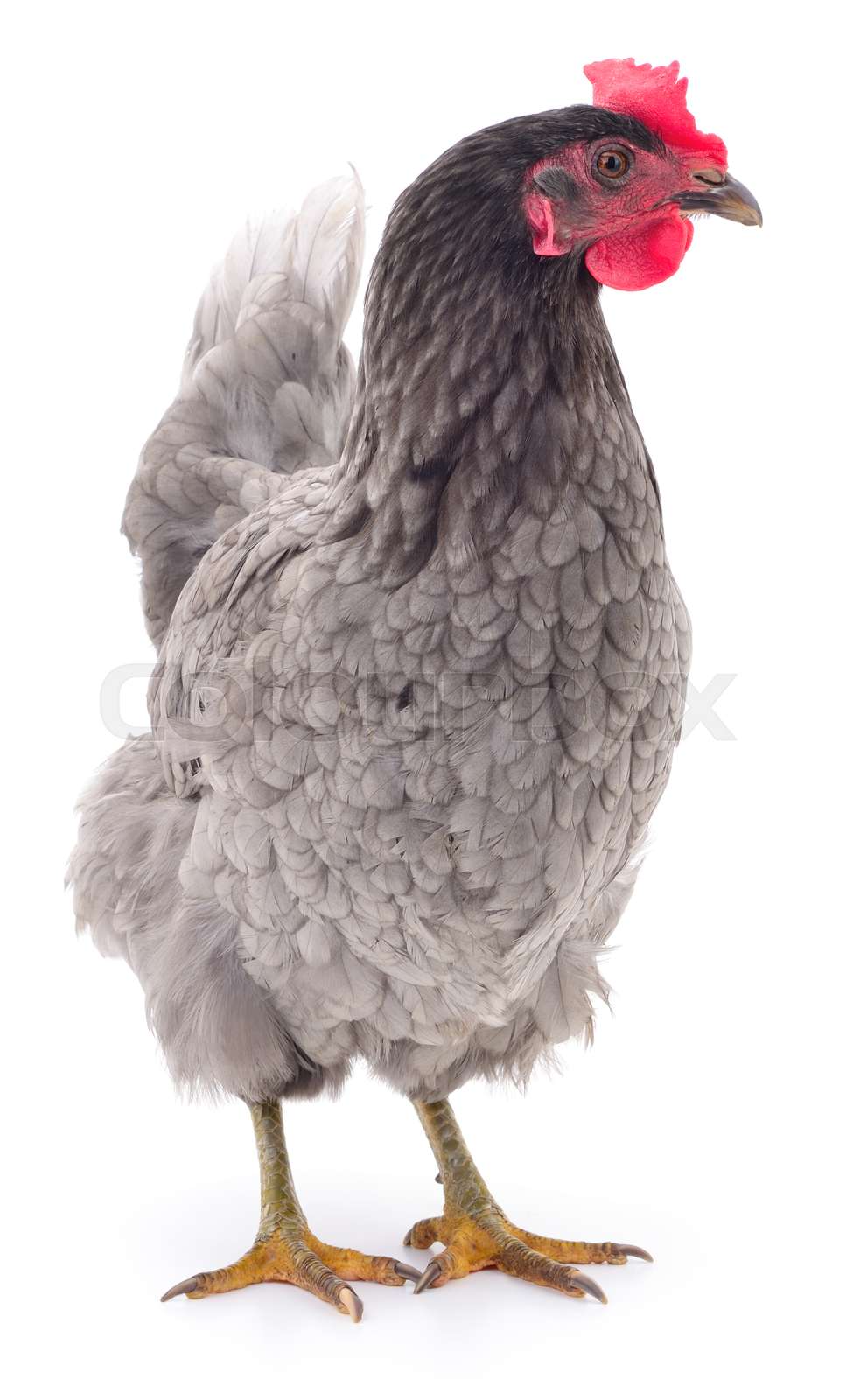 Grey hen isolated. | Stock image | Colourbox