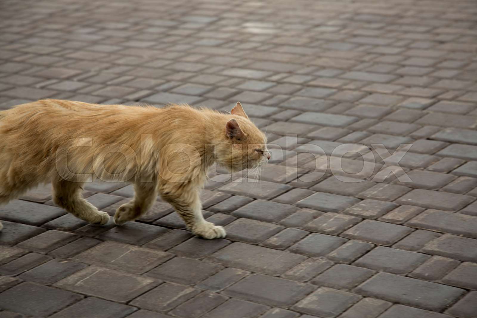 Orange street homeless cat walking pavement | Stock image | Colourbox