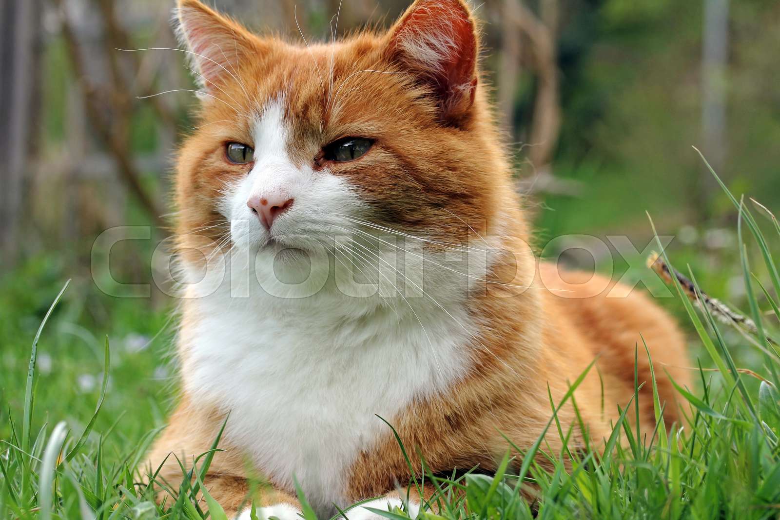 Eine neugierige rot-weiße Katze auf der Wiese | Stock Bild | Colourbox