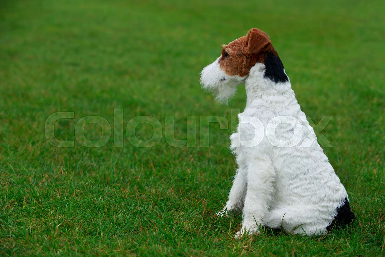 Dog breed Fox terrier | Stock image | Colourbox