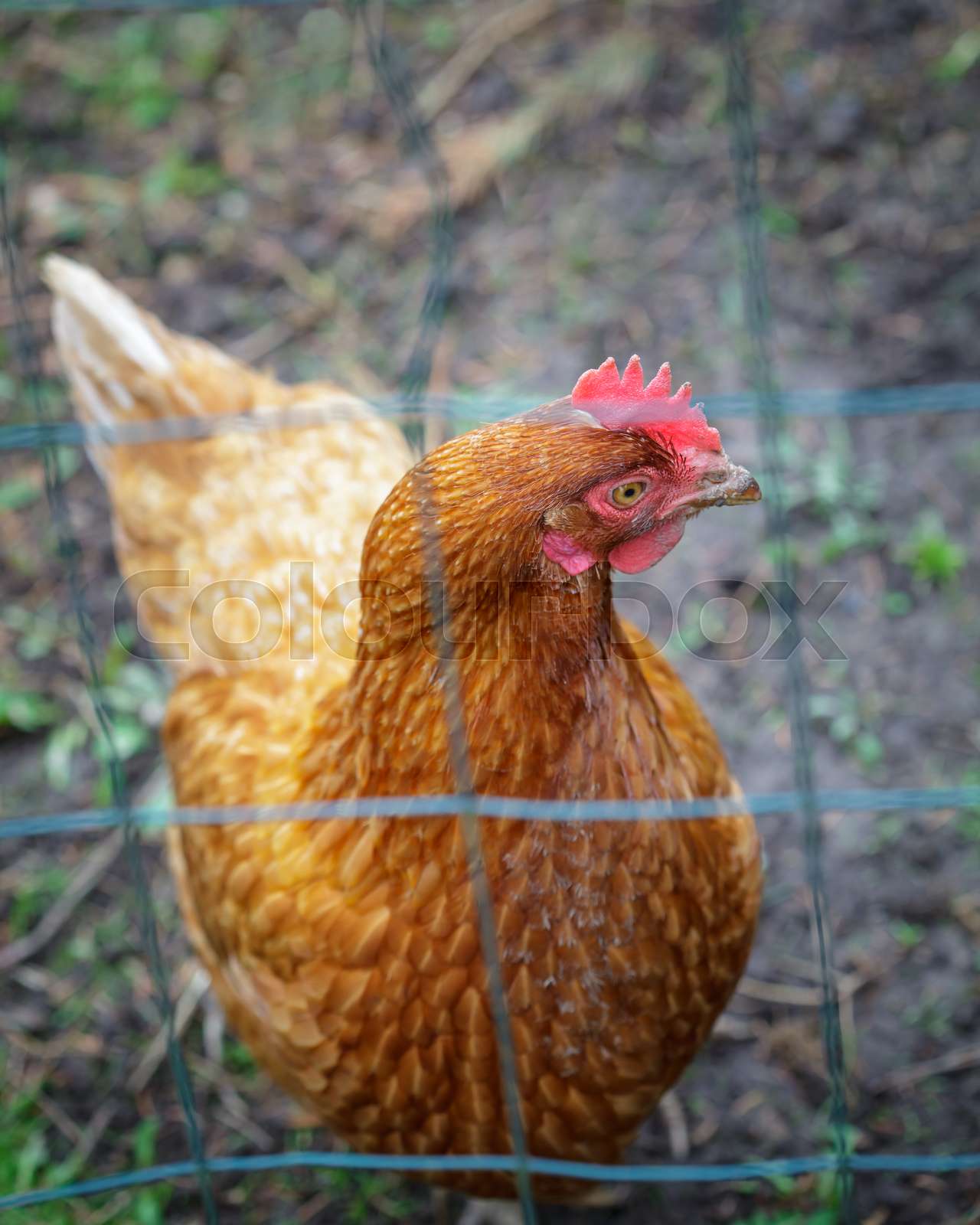 Farmyard hen behind wired fence | Stock image | Colourbox