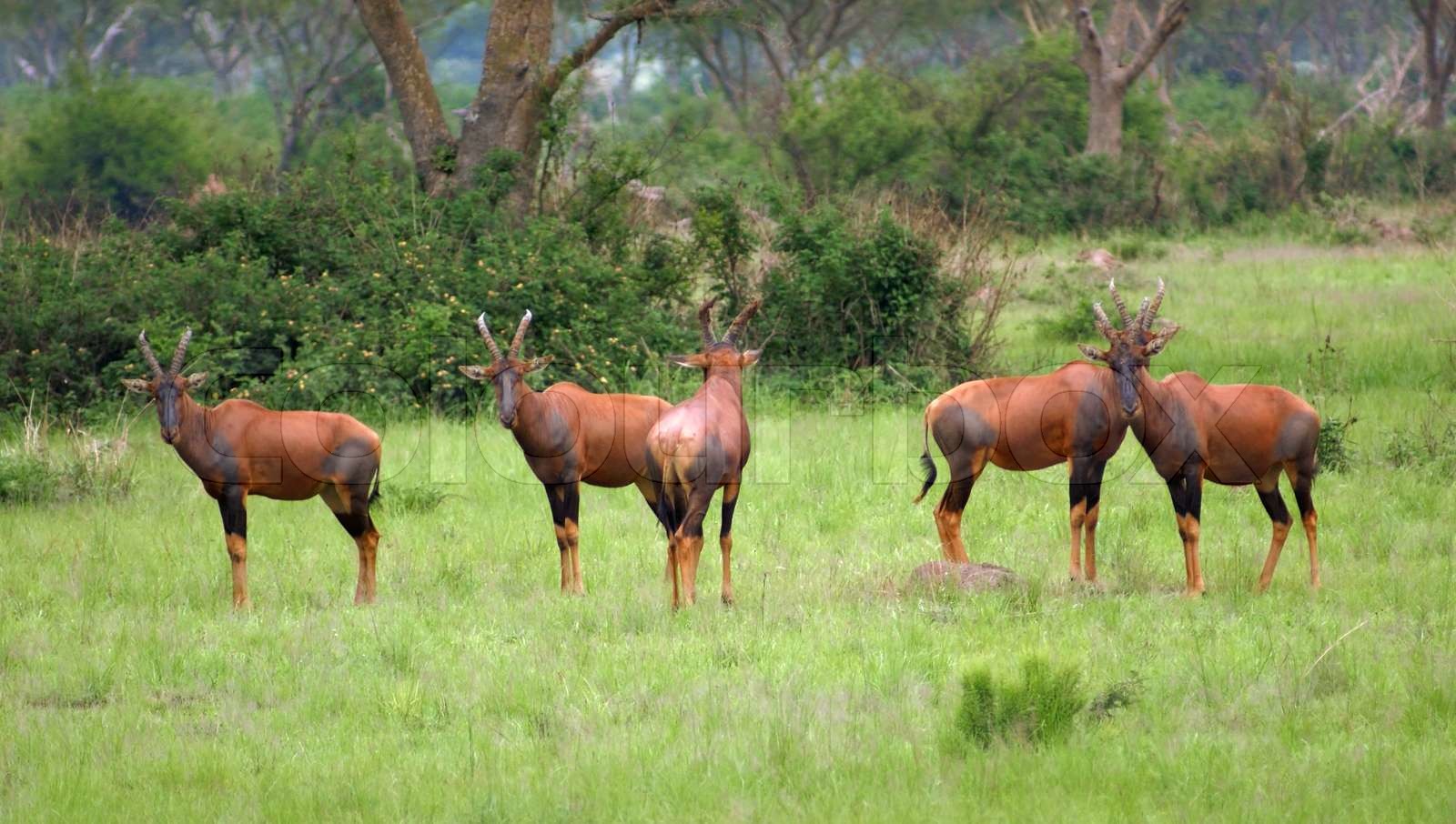 Common Tsessebe in Africa | Stock image | Colourbox