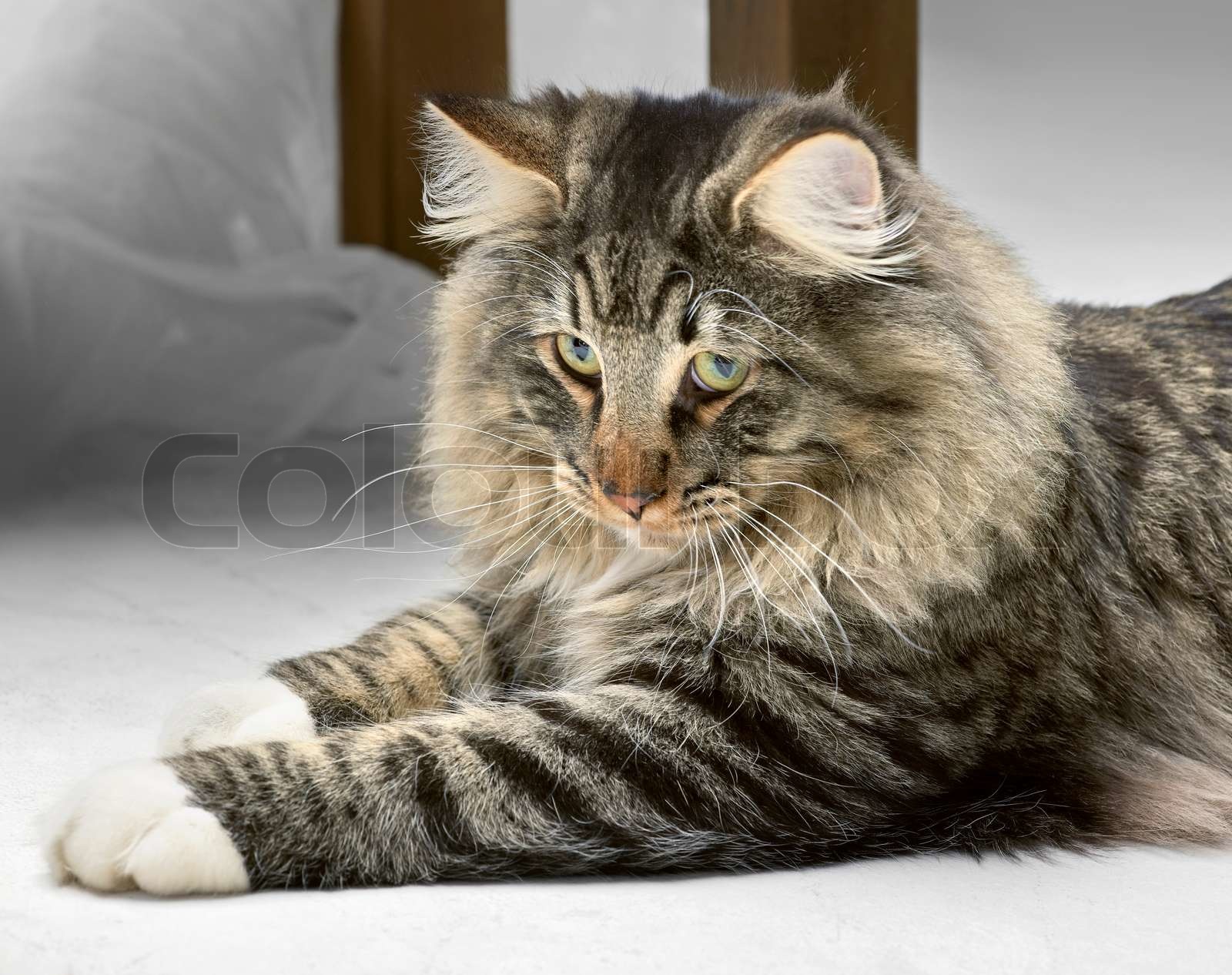 Norwegische Waldkatze | Stock Bild | Colourbox