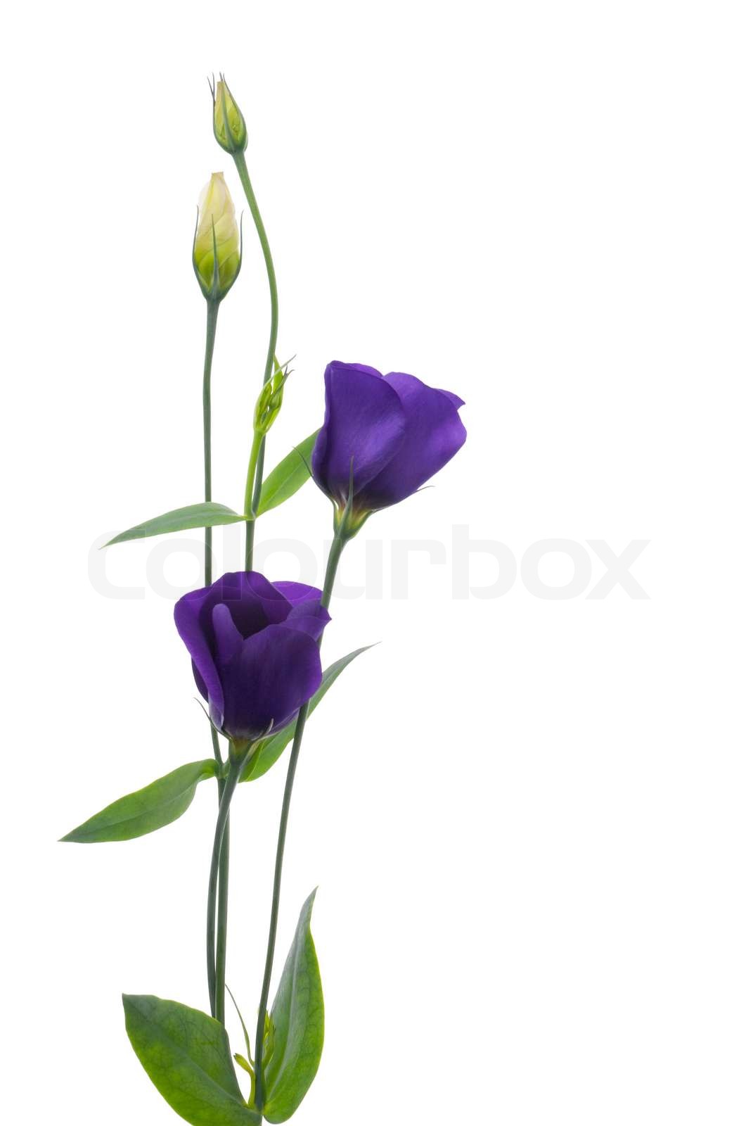 Schöne violette Blume isoliert auf weiß | Stock Bild | Colourbox