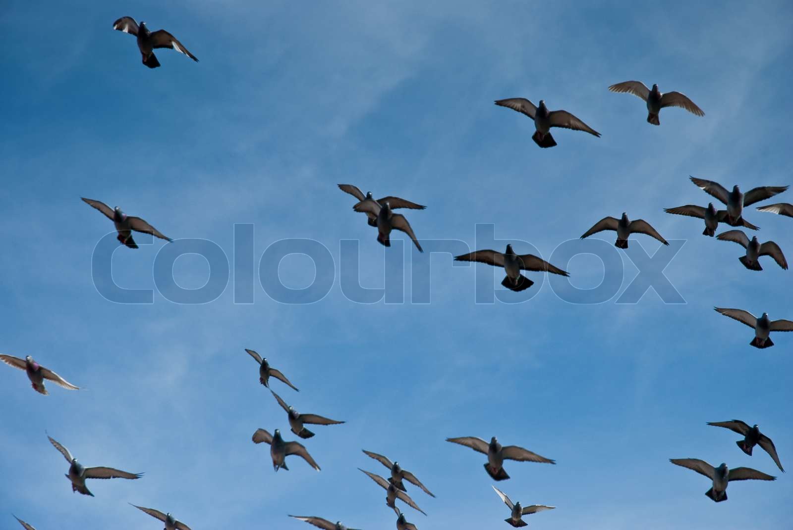 flyver duerne på en blå himmel | Stock foto | Colourbox
