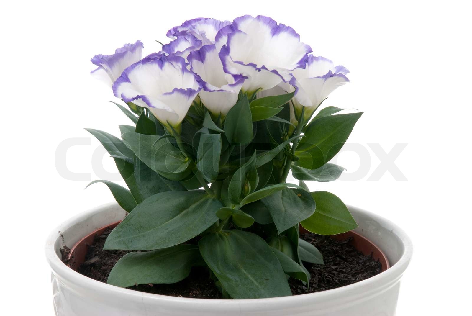 Schöne violette Blume isoliert auf weiß | Stock Bild | Colourbox