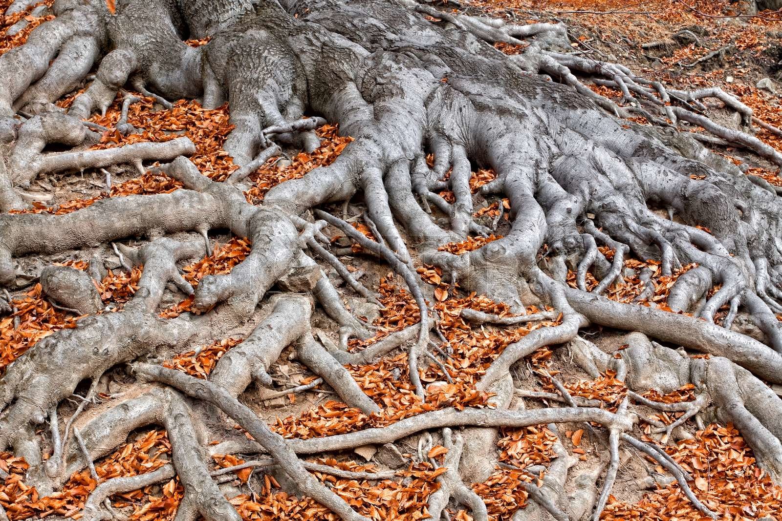 Big roots of a tree in fall colors | Stock image | Colourbox