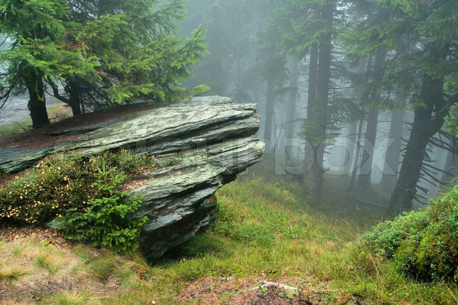 rock in mist of forest | Stock image | Colourbox