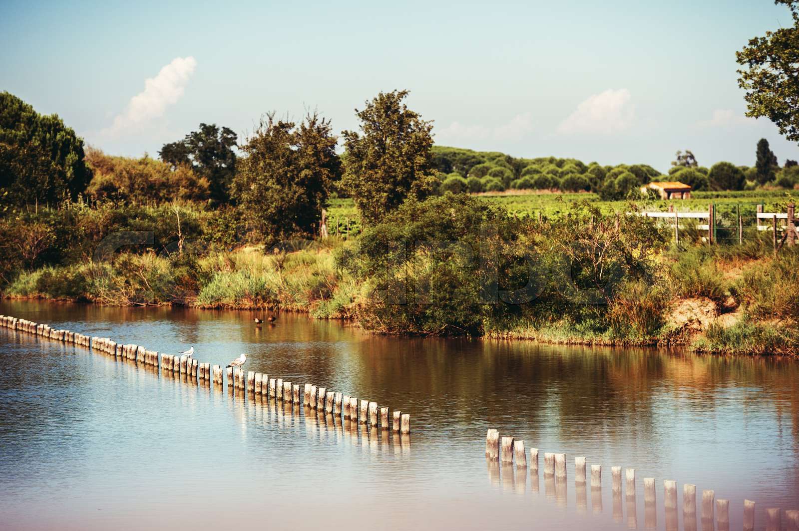 Landscape of Rhone river delta, Camargue, national reserve, France ...