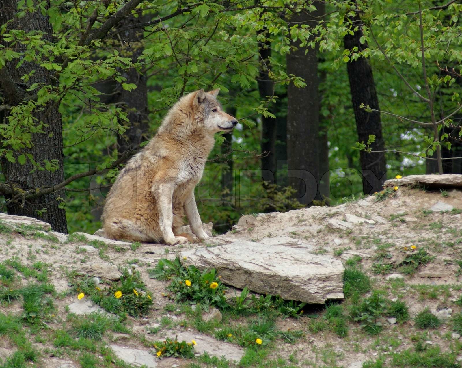 Gray Wolf sitting on small hill | Stock image | Colourbox