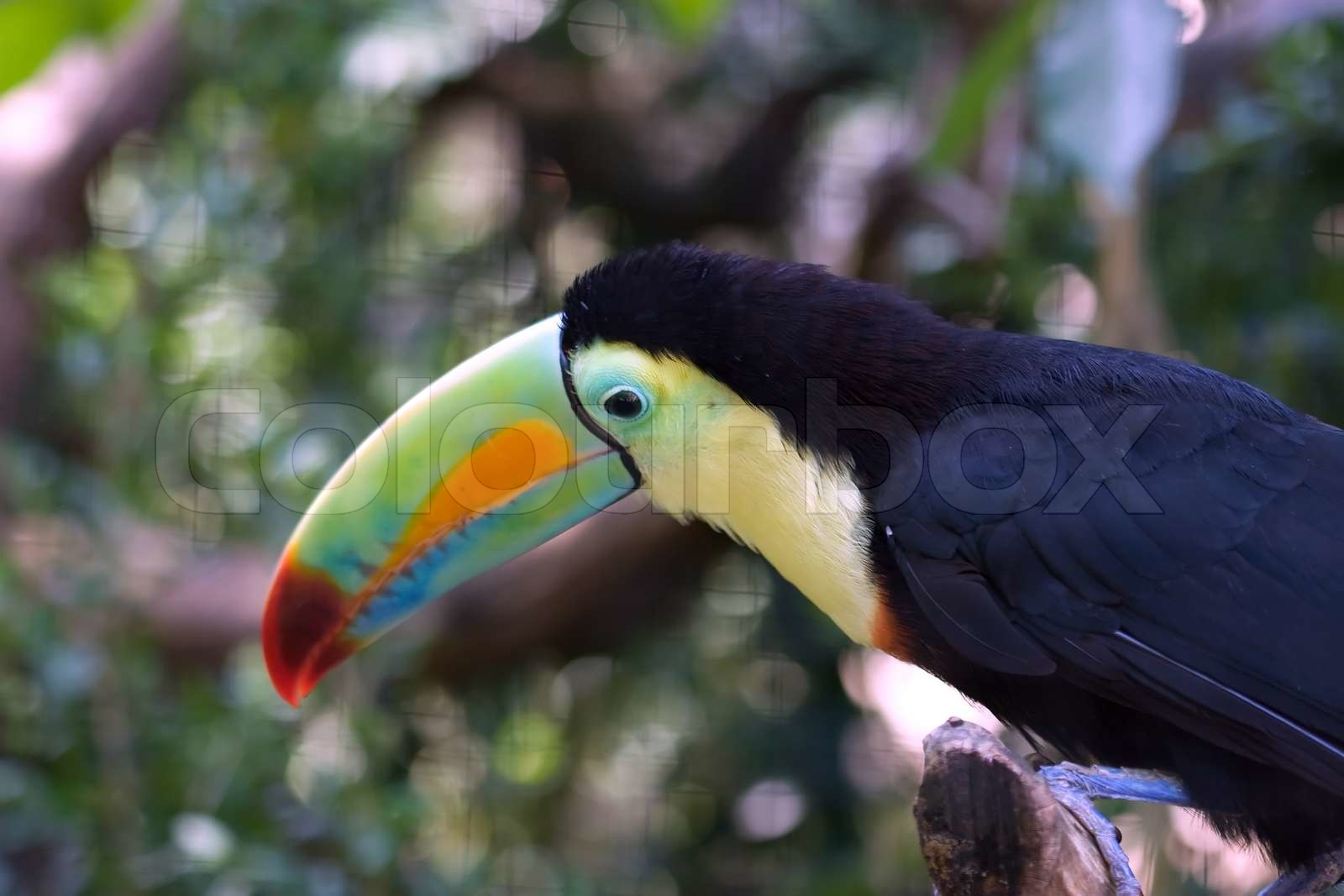 Colorful Tucan in Zurich Zoo | Stock image | Colourbox