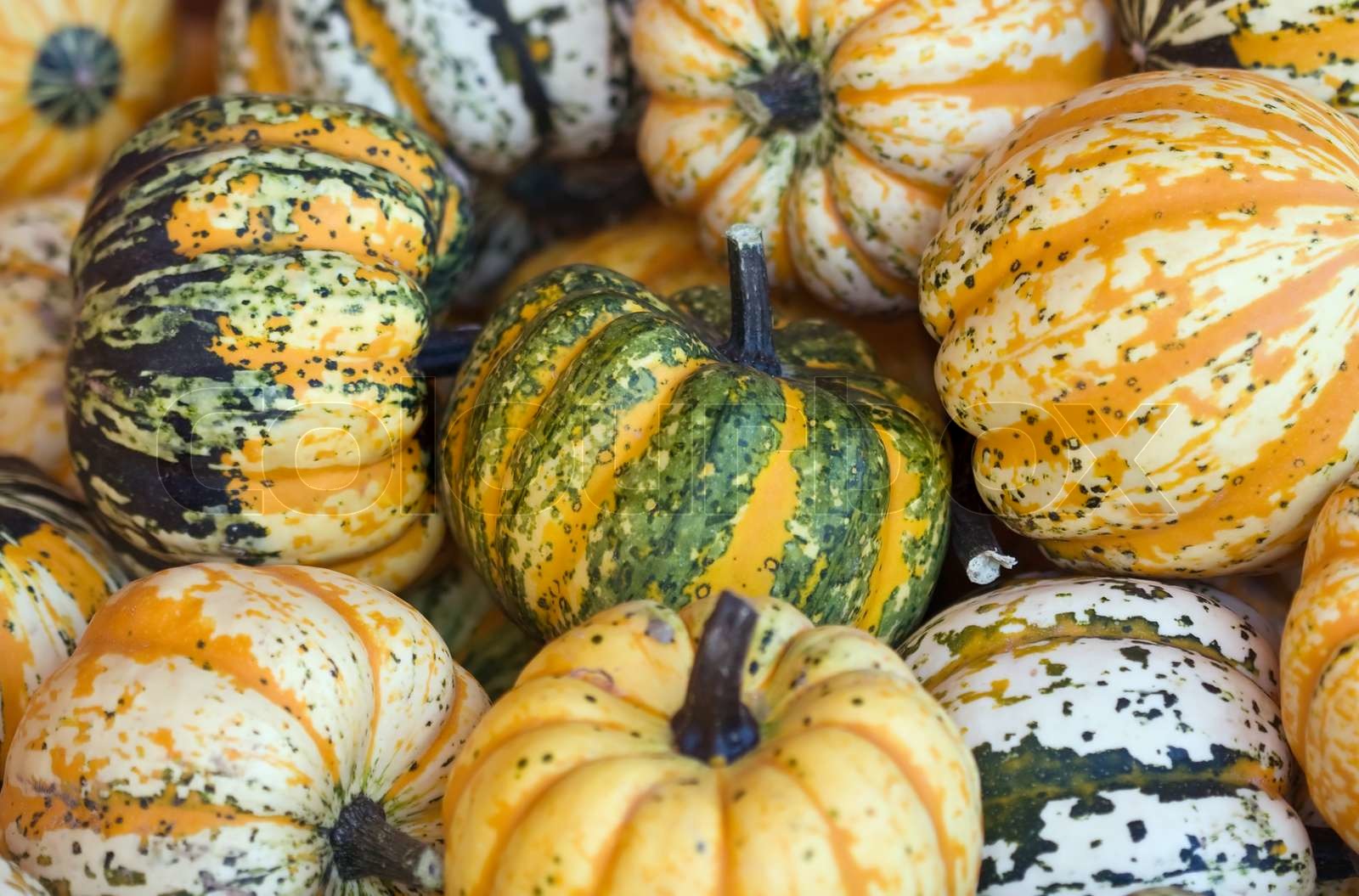 Colorful squash collection | Stock image | Colourbox