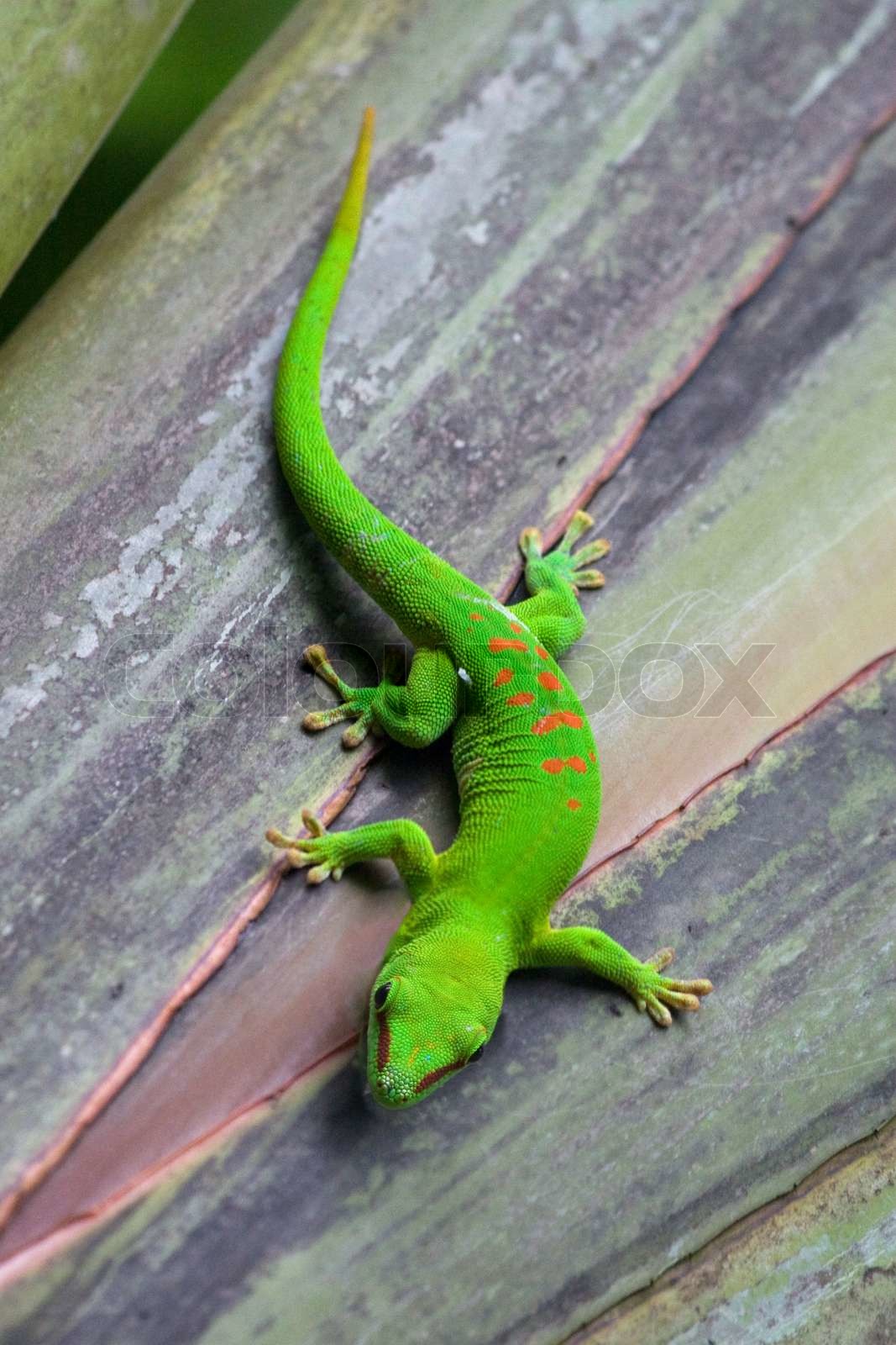 Madagascar gecko in Zurich Zoo Switzerland | Stock image | Colourbox