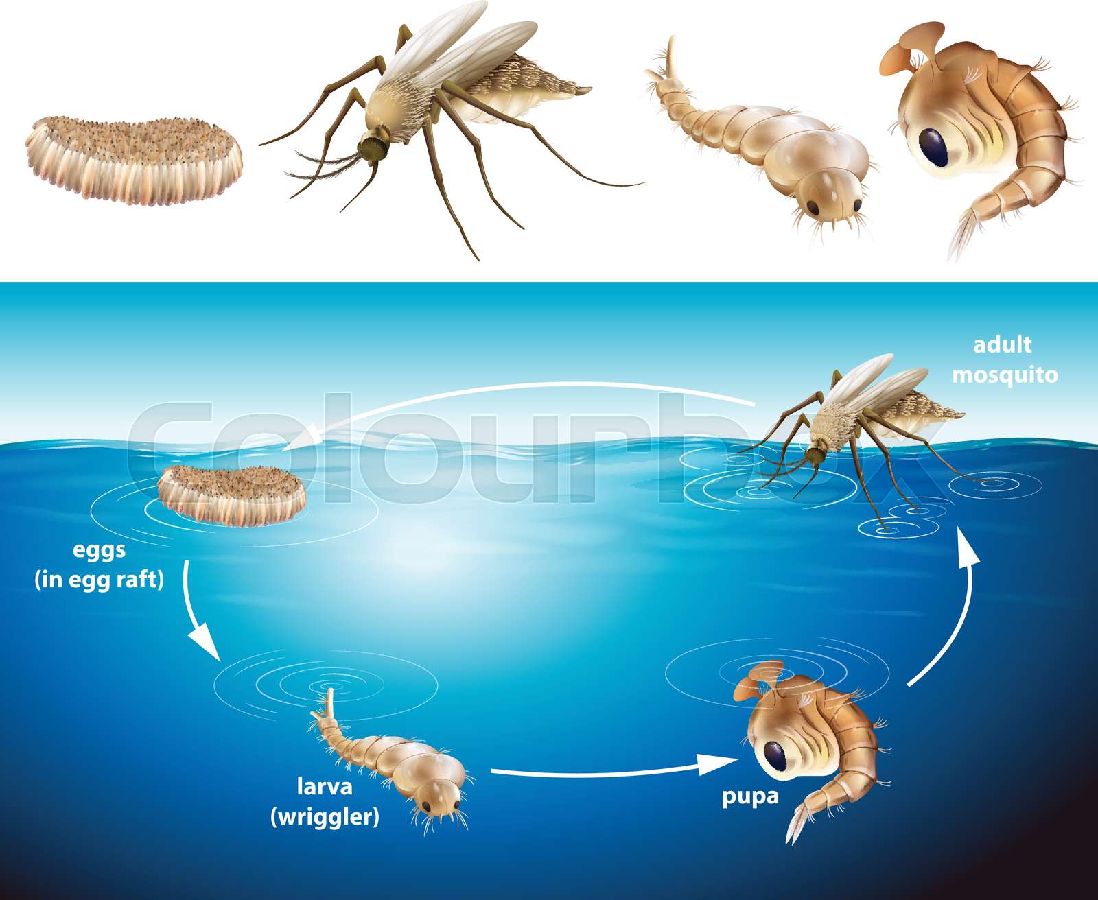 Mosquito Life Cycle Clipart