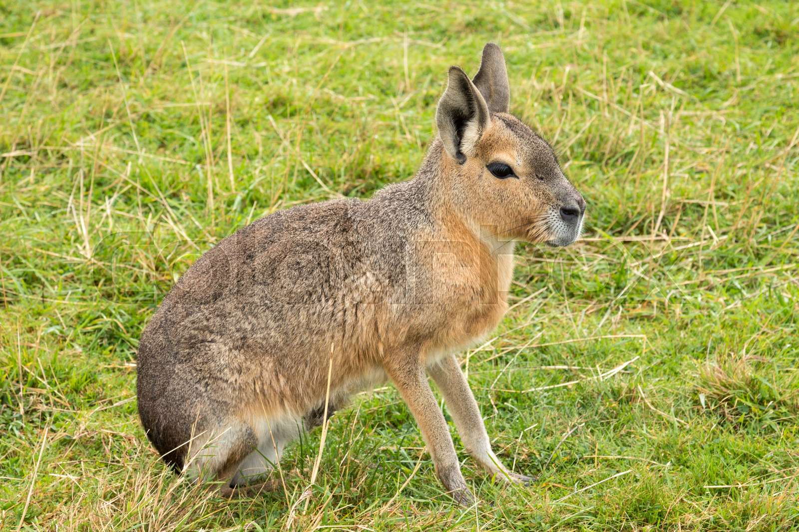 Patagonian Mara,large rodent | Stock image | Colourbox