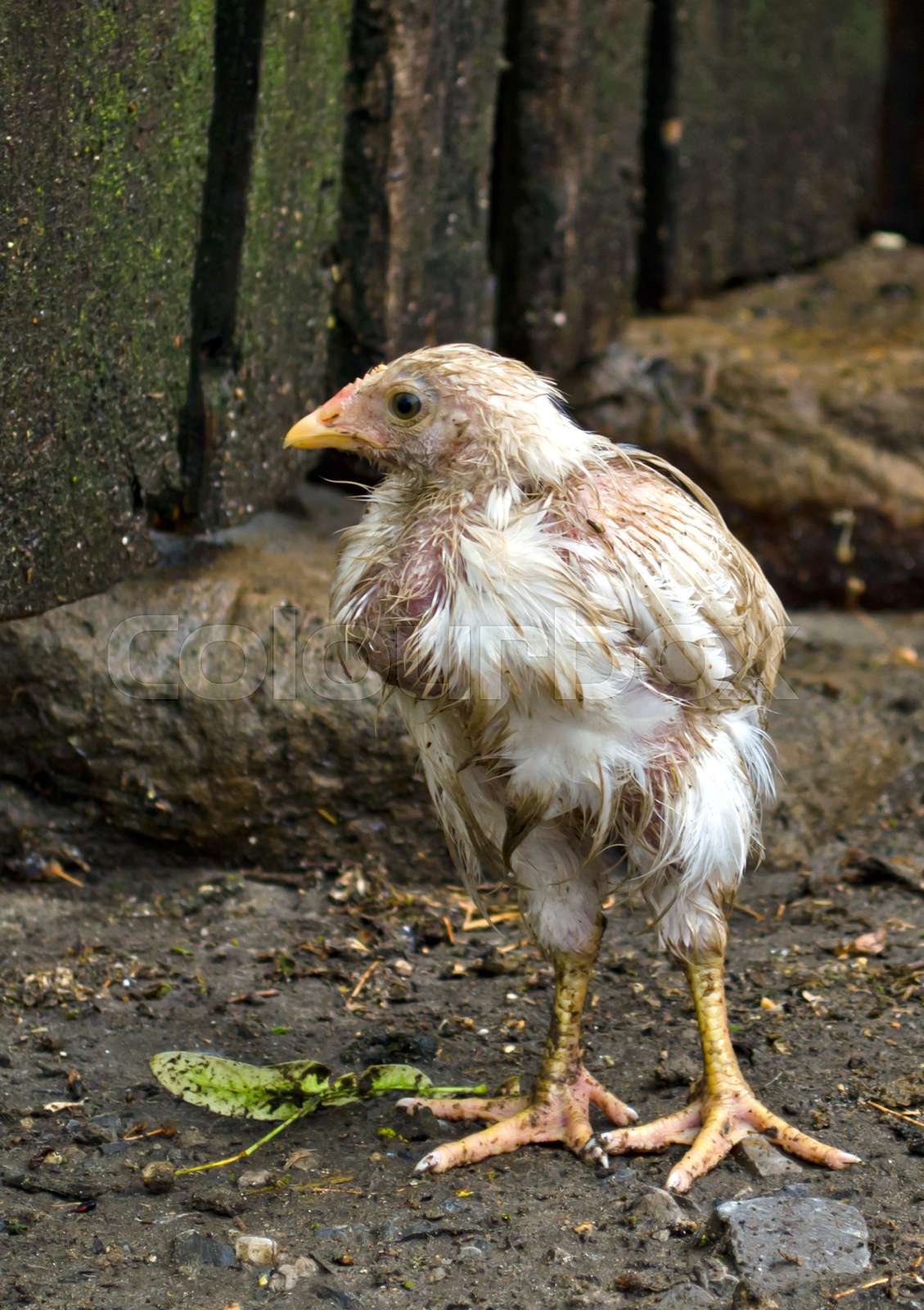 Wet chicken | Stock image | Colourbox
