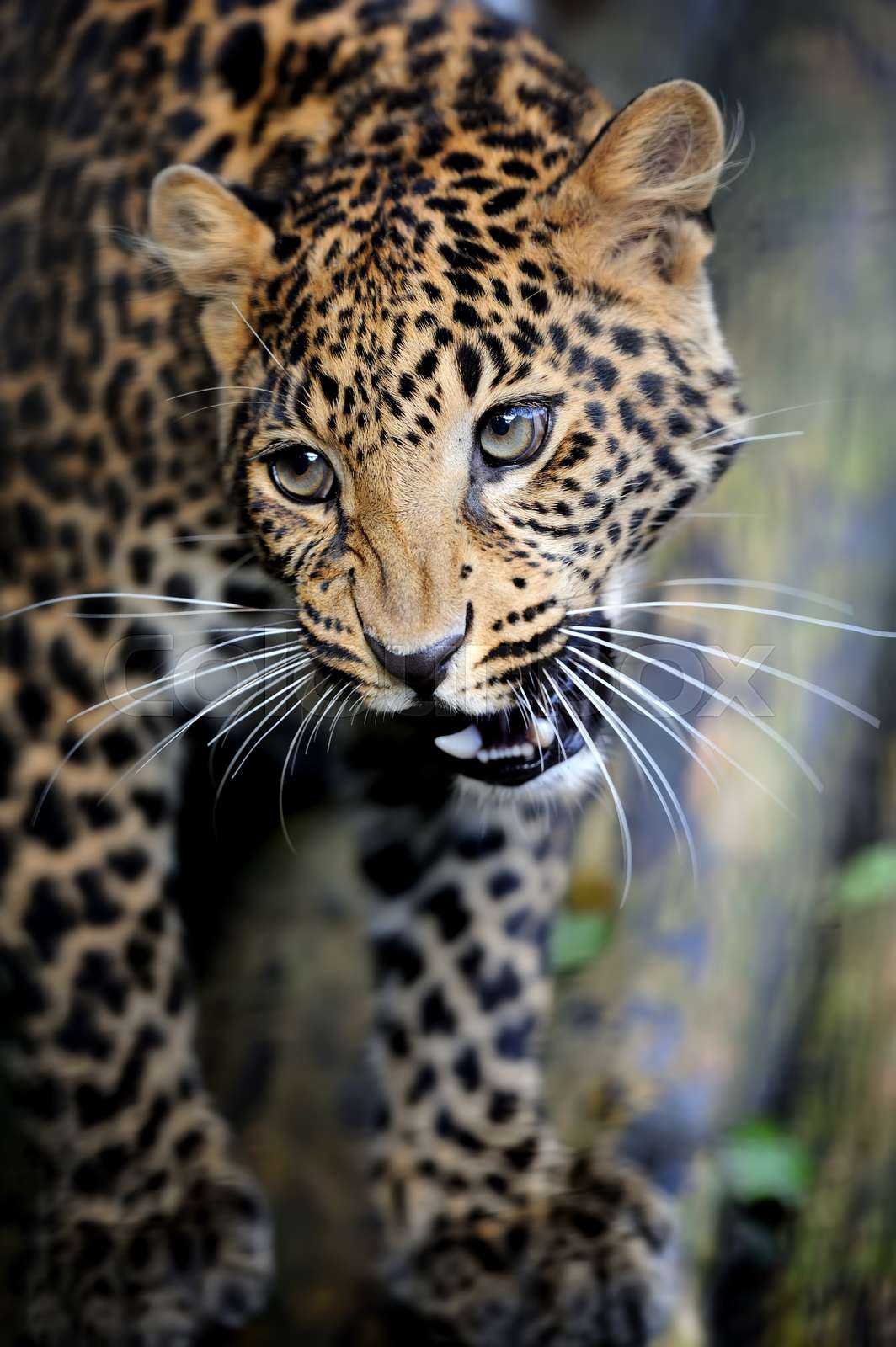Close angry leopard portrait | Stock image | Colourbox