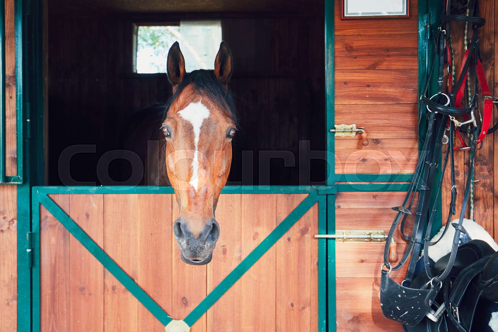Horse in contemporary stable | Stock image | Colourbox
