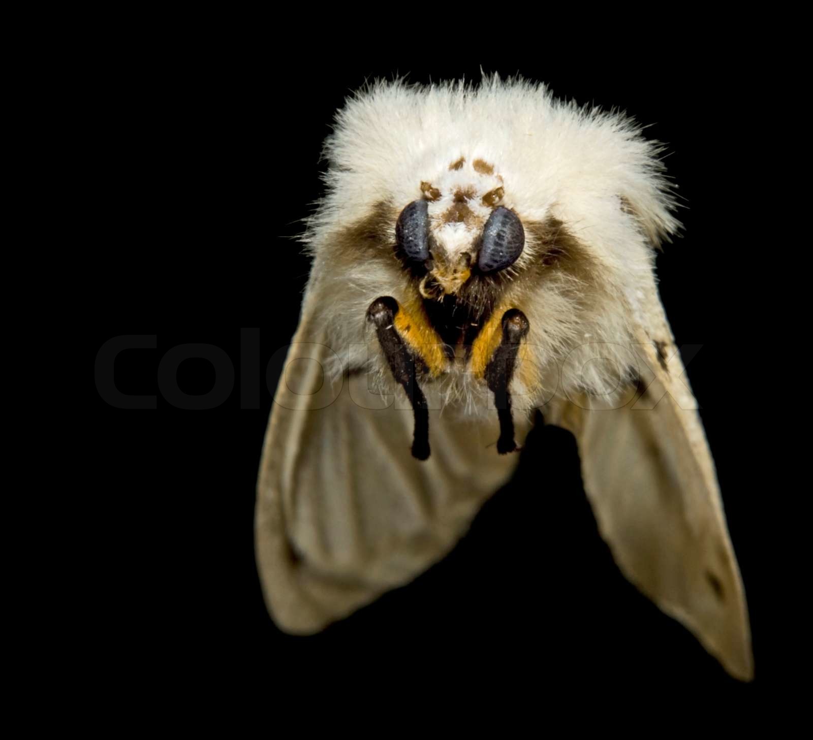 photography of a fluffy flying moth at night | Stock image | Colourbox