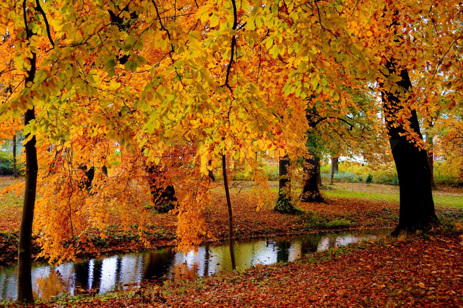 Fall Trees Photography