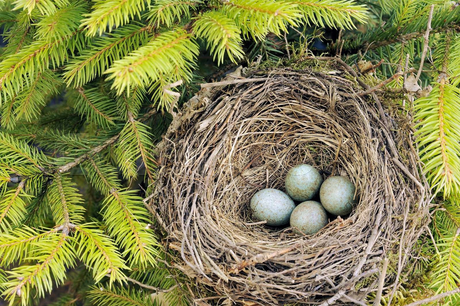 Detail der Amsel Eier im Nest | Stock Bild | Colourbox
