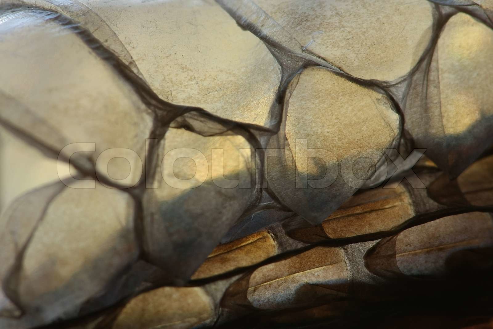 Viper skin in backlight | Stock image | Colourbox