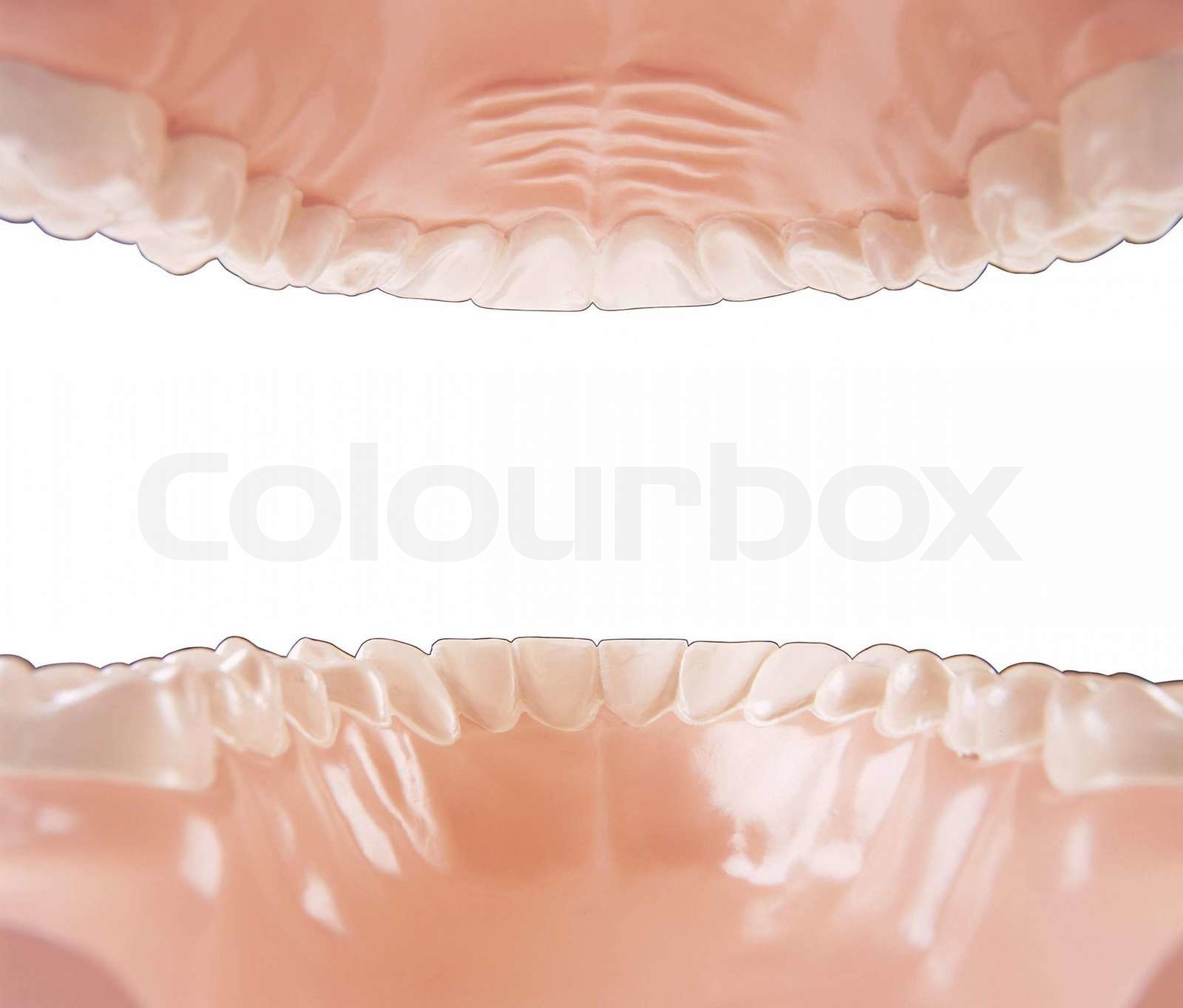 Mouth anatomy foto inside and on white | Stock image | Colourbox
