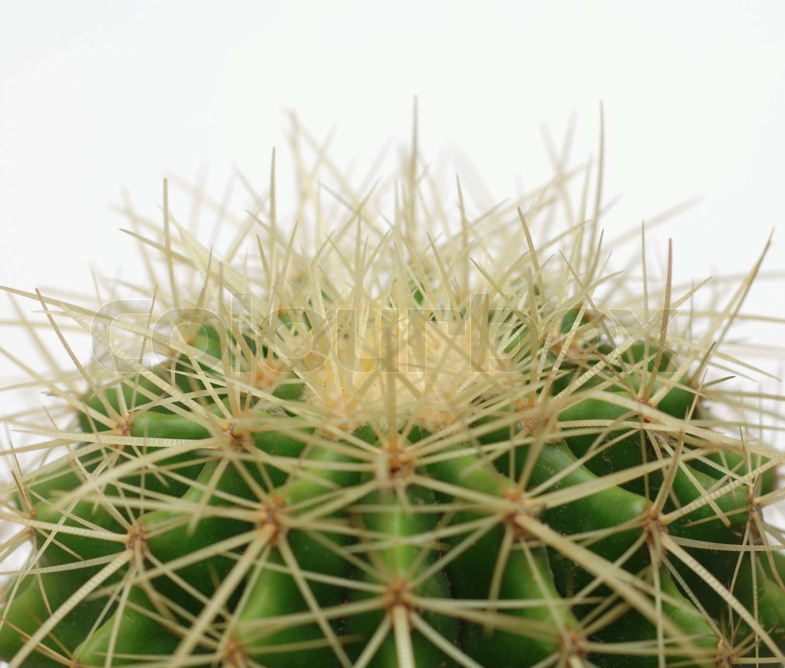 Cactus | Stock image | Colourbox