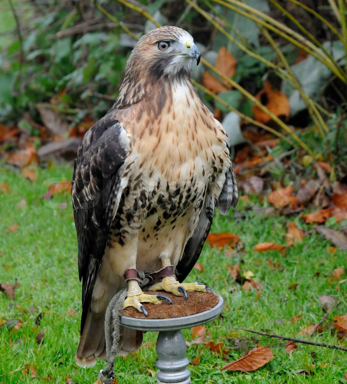 Red-tailed hawk | Stock image | Colourbox