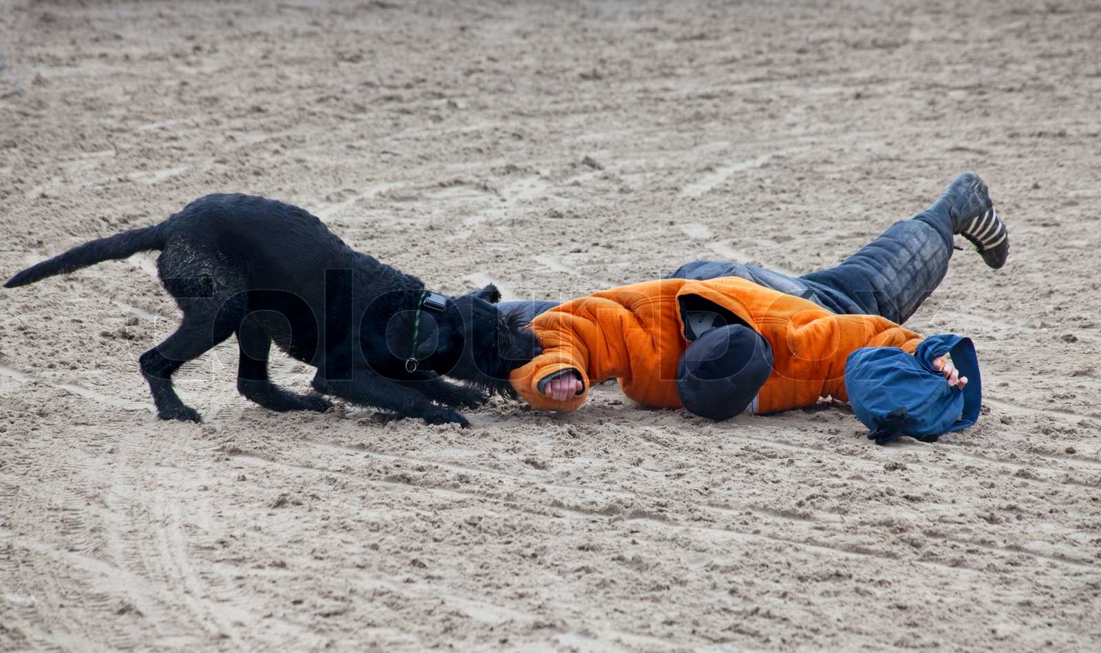 Police Dogs Attacking Criminals