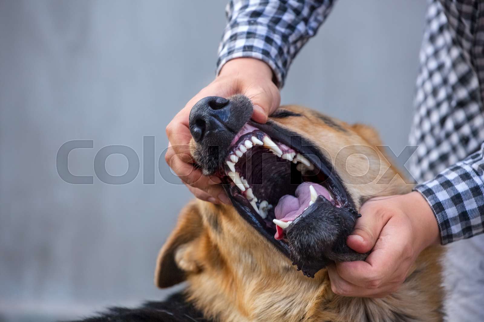 A male German shepherd bites a man by the hand. | Stock image | Colourbox