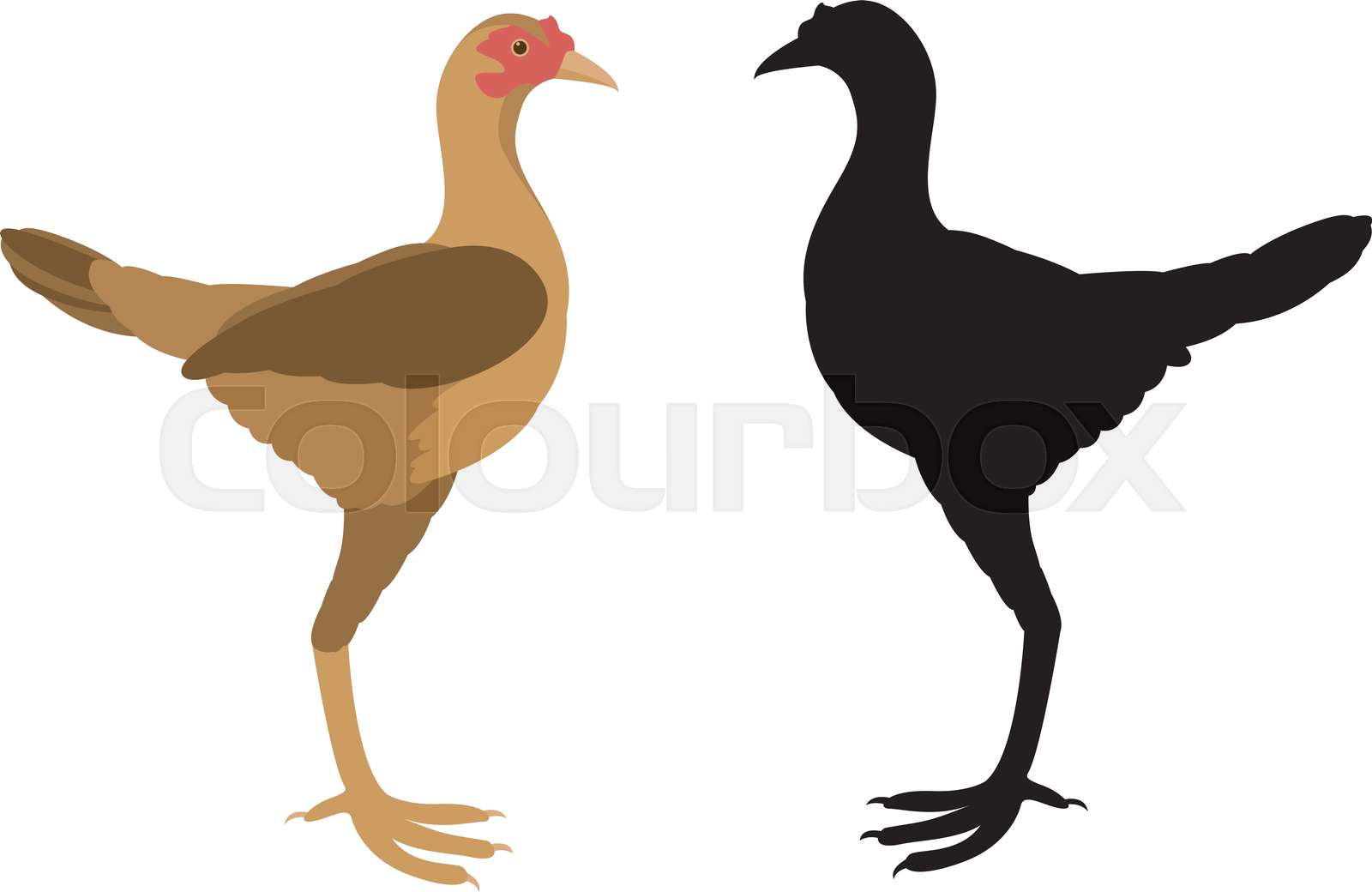 Chickens fighting vector | Stock vector | Colourbox