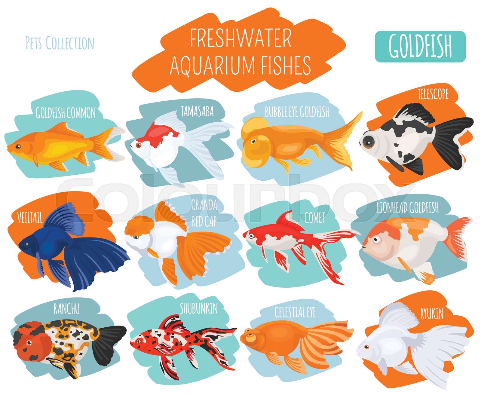 Different Goldfish Types