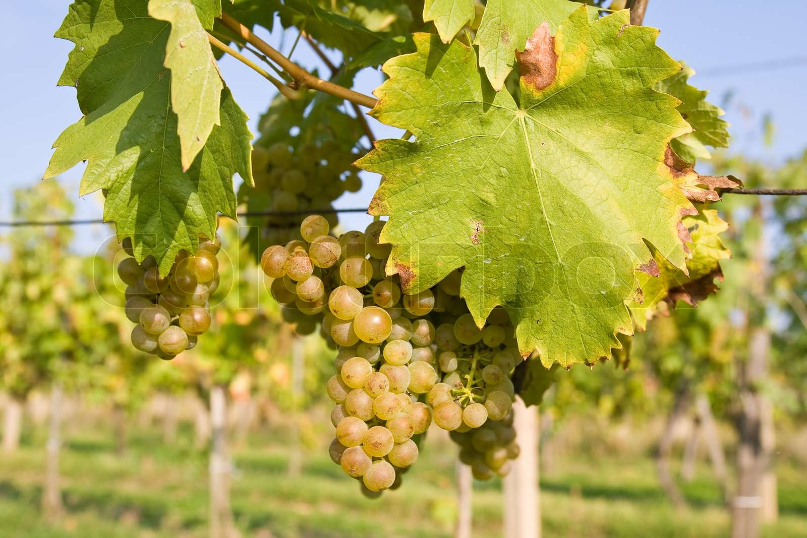 Haufen von reifen Trauben am Weinstock rechts vor der Ernte | Stock ...