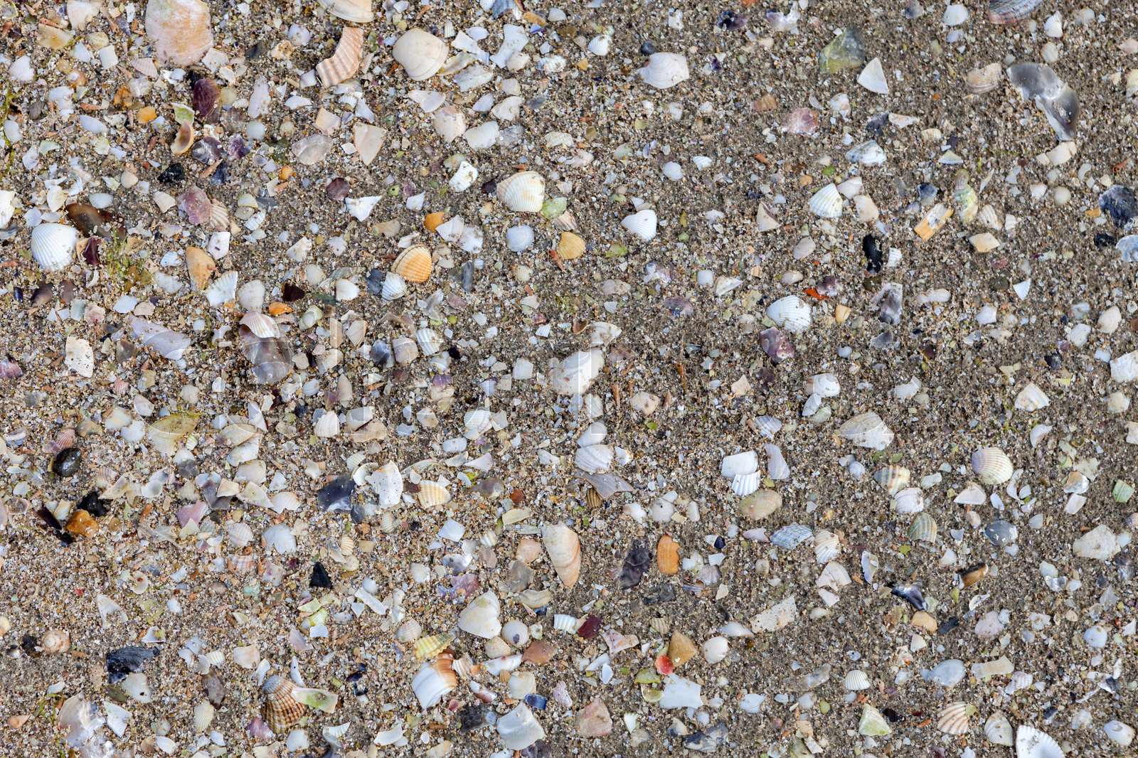 Remains of crustacean shells on the wet sand | Stock image | Colourbox