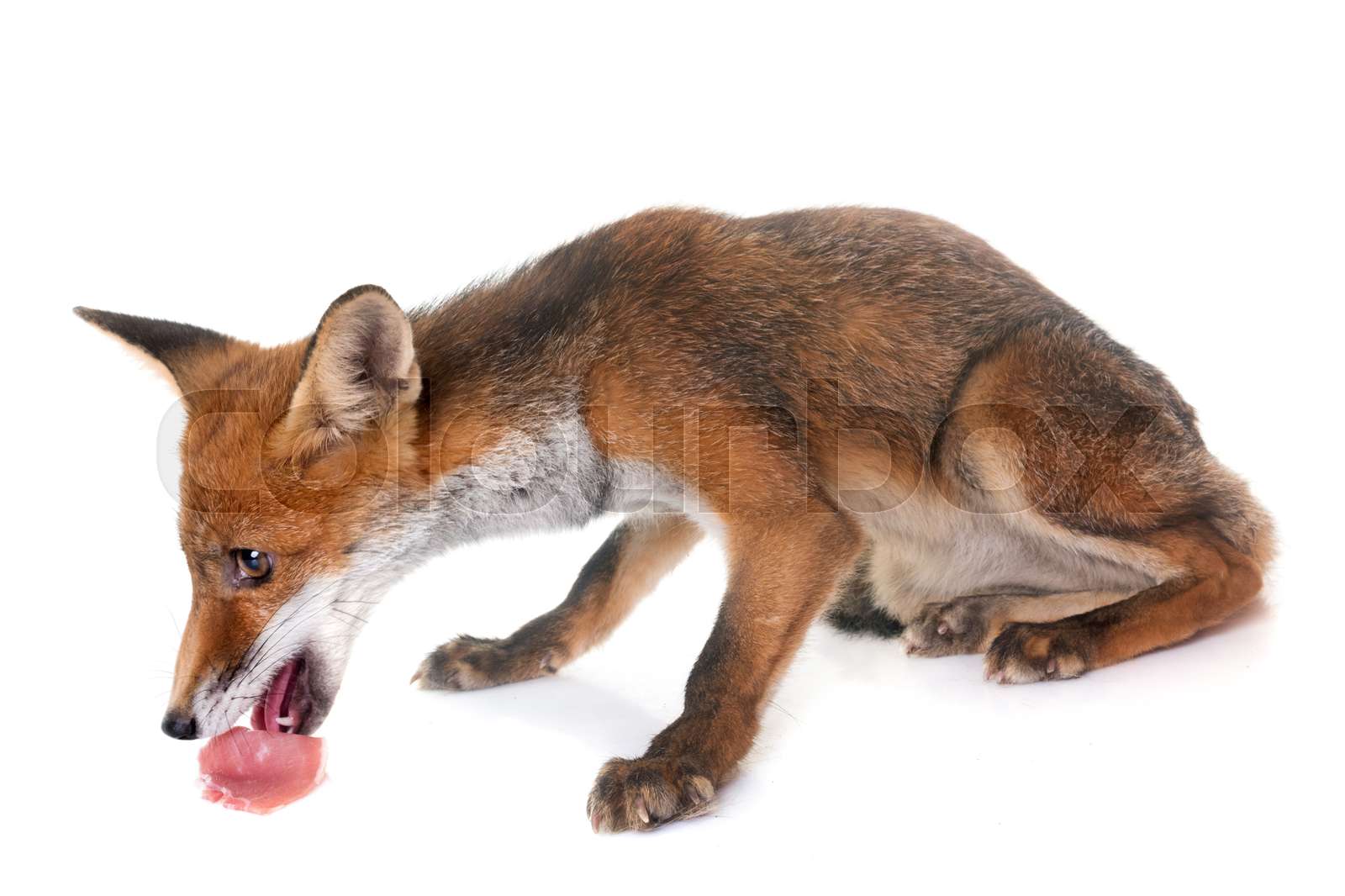 young red fox eating | Stock image | Colourbox