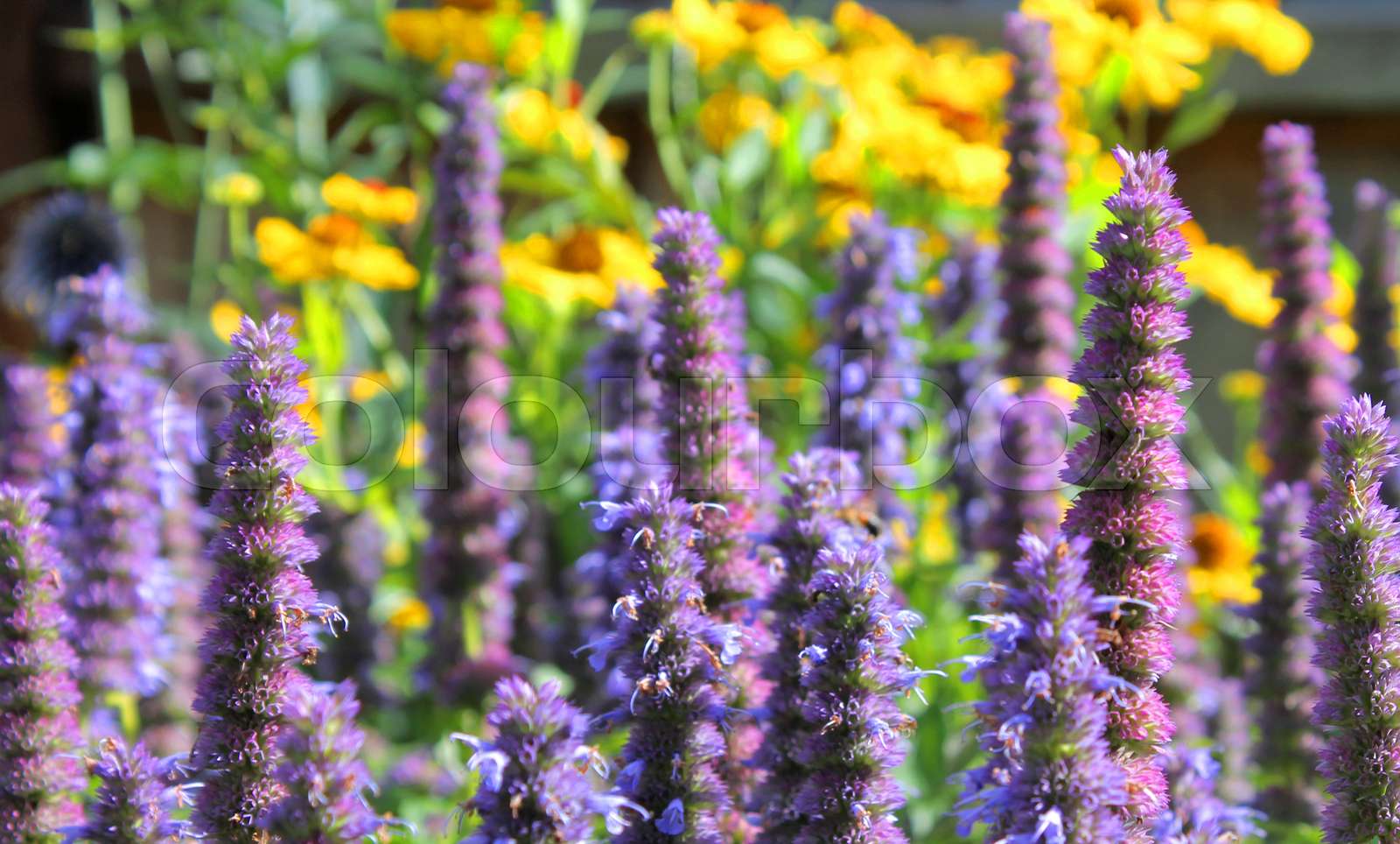 Blå og gule stauder i haven | Stock foto | Colourbox