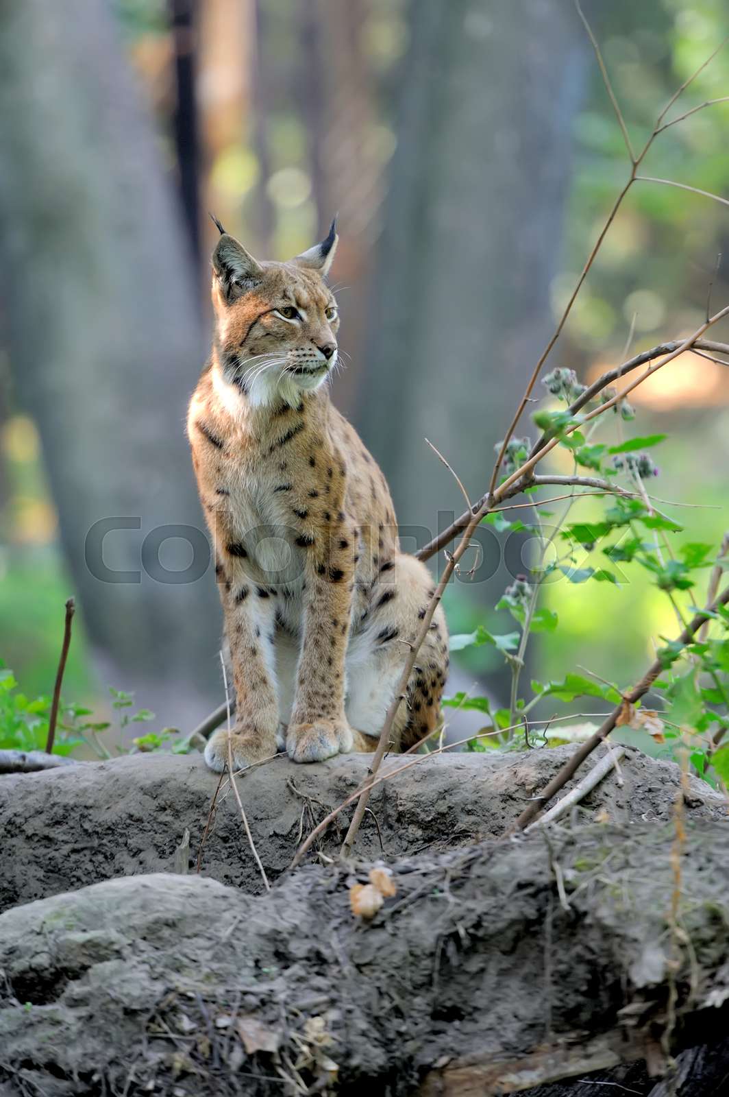 los, kattedyr, sne | Stock foto | Colourbox
