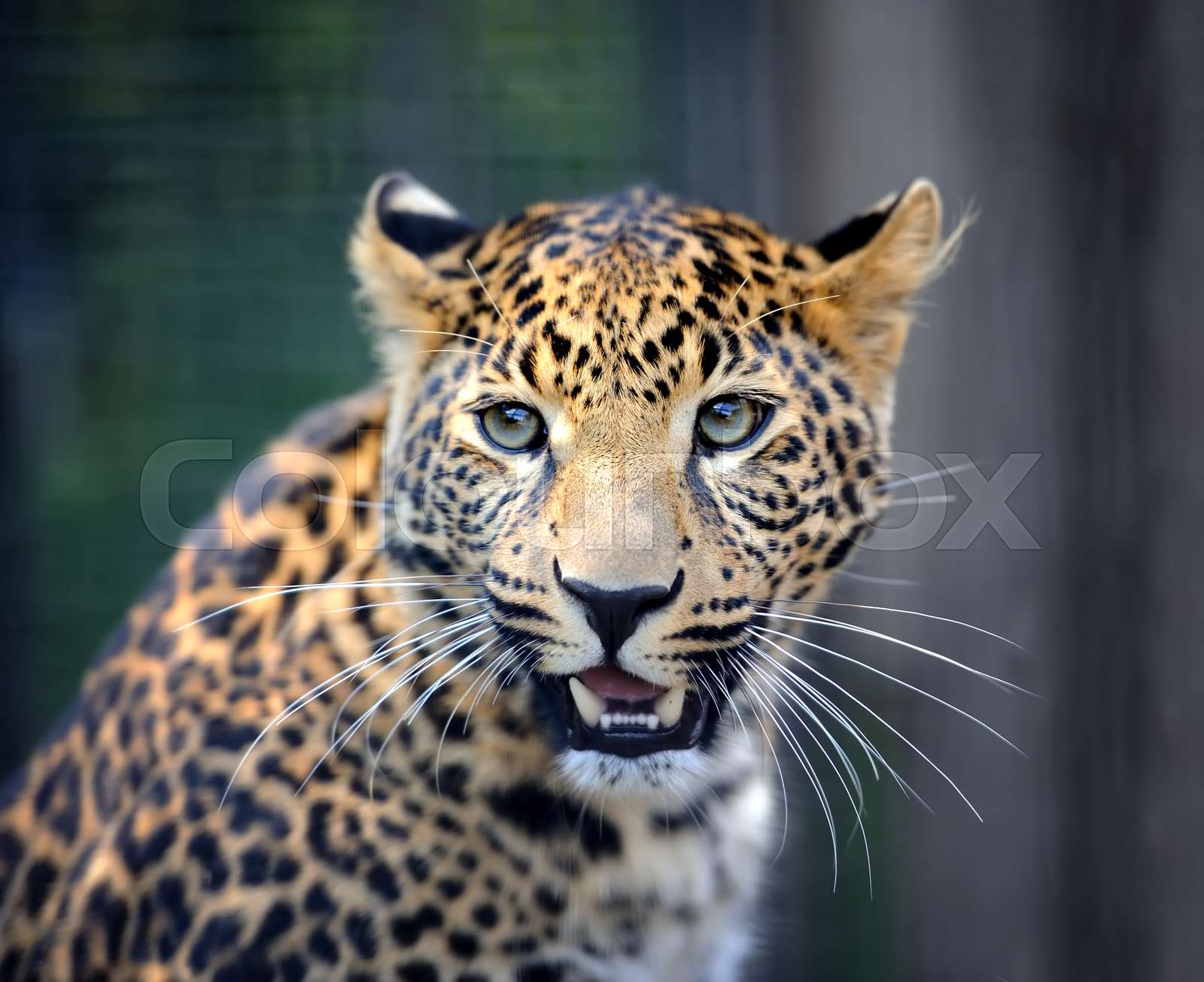 Close angry leopard portrait | Stock image | Colourbox