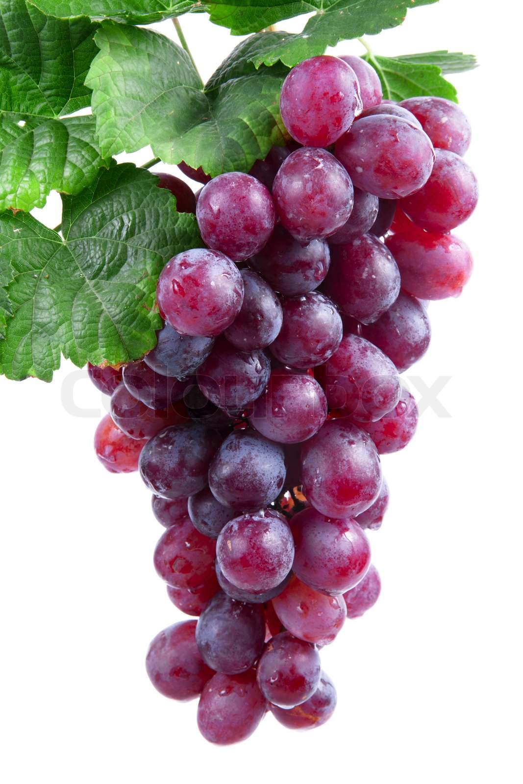 red wine grape, isolated | Stock image | Colourbox