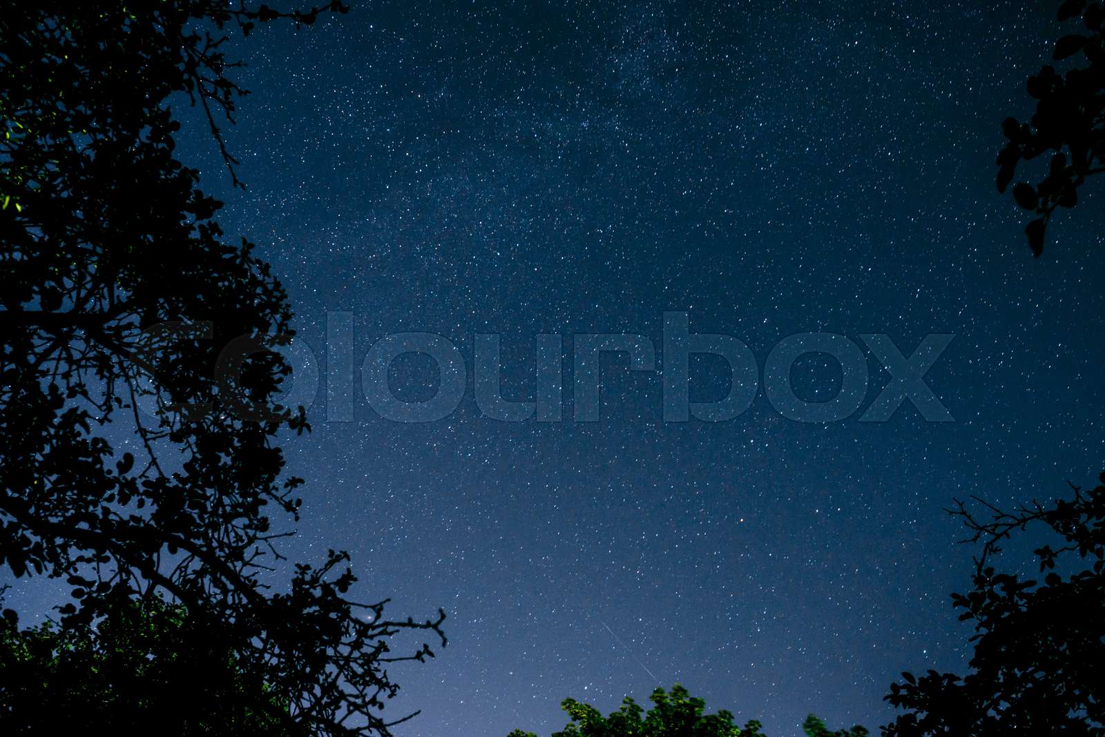 Blue dark night sky with many stars above field of trees. | Stock image ...