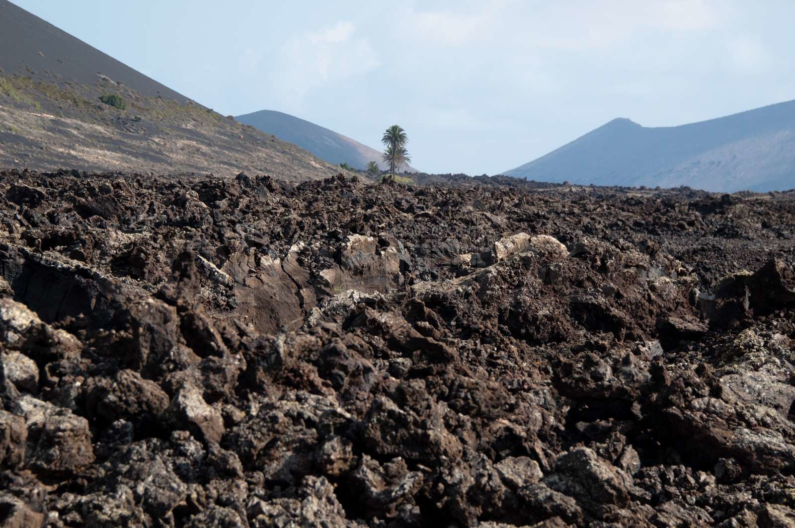 Typical arid volcanic soil with cactus plant in Lanzarote, Canary ...