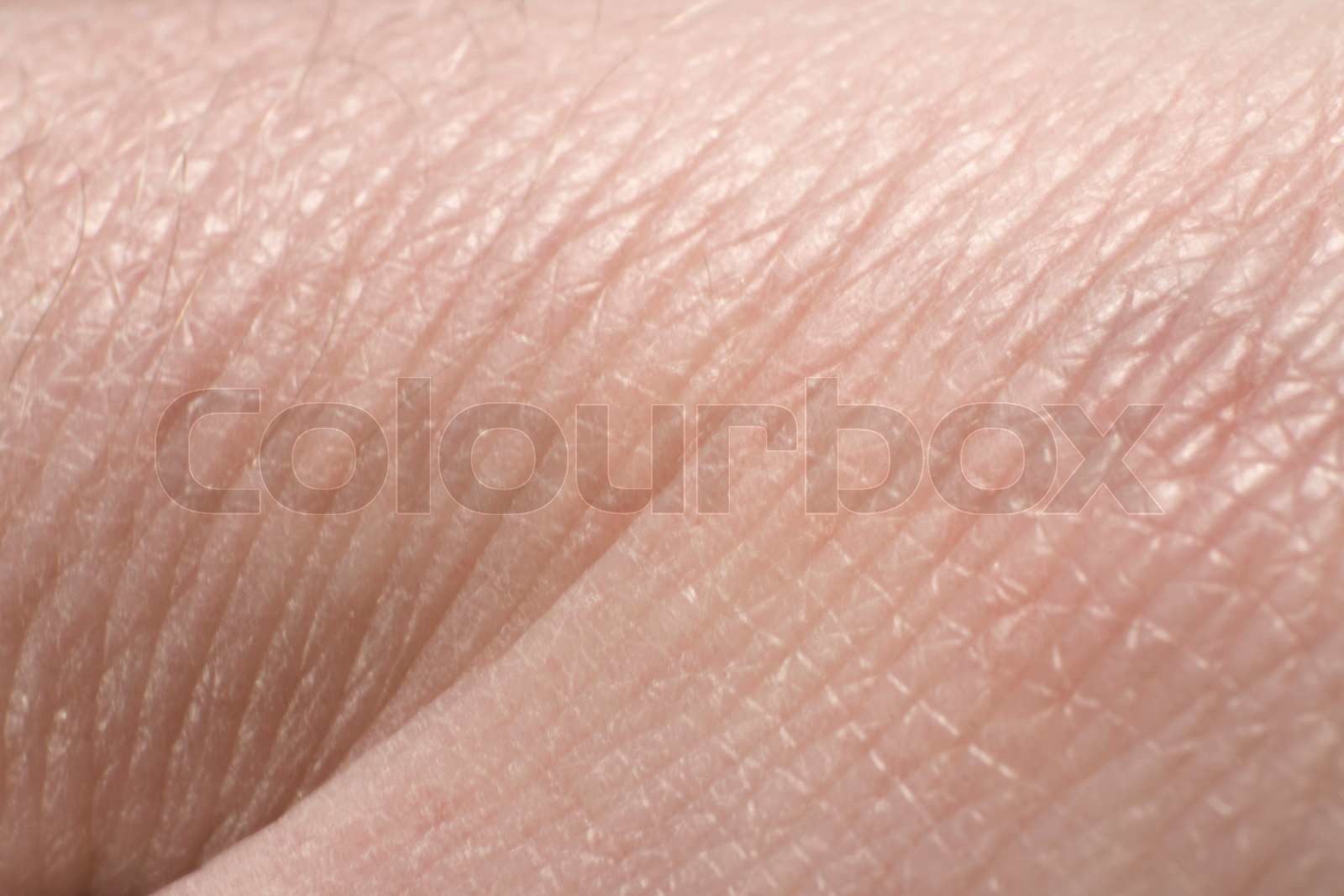 human skin detail | Stock image | Colourbox
